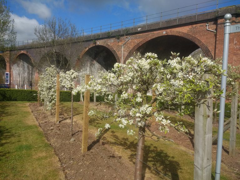Worcester and the Black Pear - Worcestershire Archive & Archaeology Service