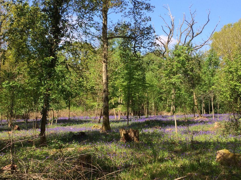 Worcester Woods Country Park 40th Anniversary History Project ...