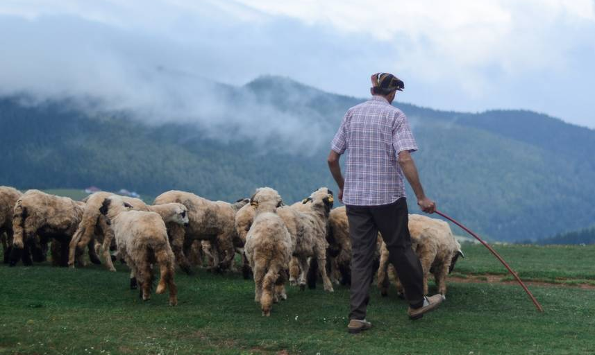 Walking With Animals: Along Drove Roads & Ancient Byways ...